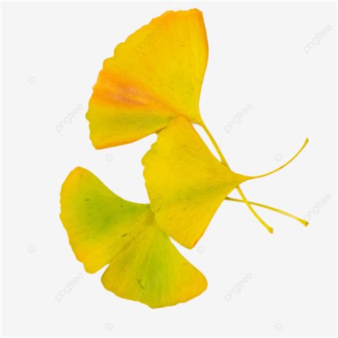 단풍 은행나무 잎 가을 식물 보태니컬 Png 일러스트 및 이미지 에 대한 무료 다운로드 Pngtree