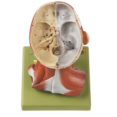 Hoofd Model Met Spieren Bloedvaten En Zenuwen