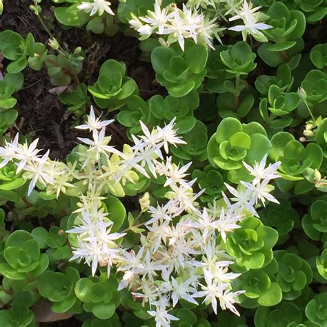 Sedum Ternatum Wild Stonecrop