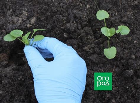 Лунный календарь выращивания однолетних цветов на 2023 год В цветнике Огород Ru