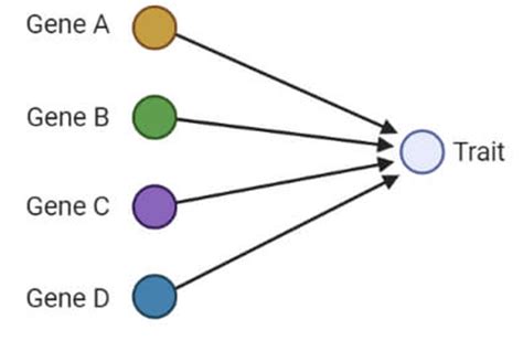 Mendelian Inheritance X Linked And Mitochondrial Inheritance