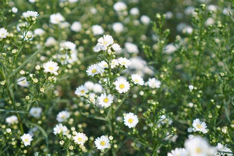 ดอกคัตเตอ สวนคัตเตอร์เชียงใหม่ ดอกไม้สด ขายส่ง เชียงใหม่