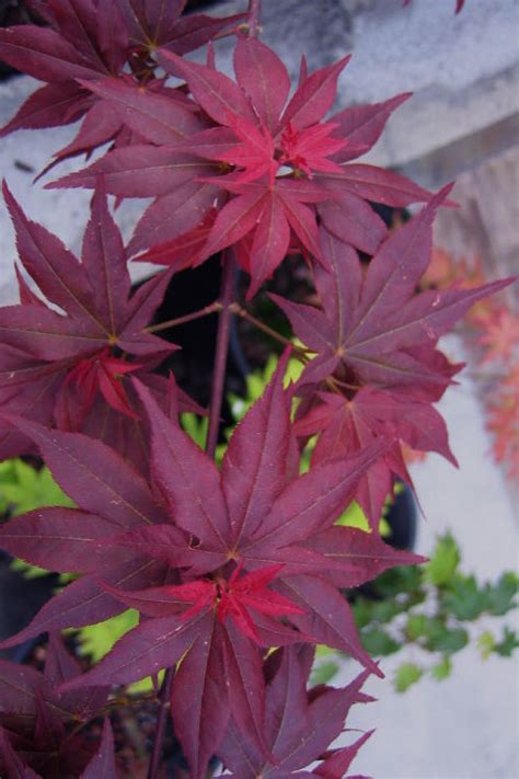 Buy Ruby Stars Japanese Maple Tree FREE SHIPPING Wilson Bros Gardens 1 Gallon Pot For Sale