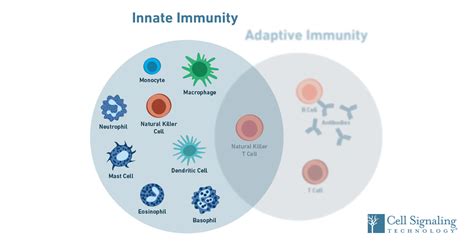 Immunology How Does The Innate Immune System Work