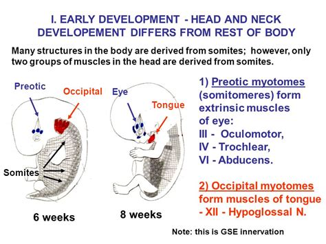 Embryology Dentmistry Page 2