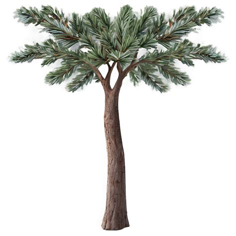 Download Foggy Pine Trees Png Rrh93 Wallpapers Com