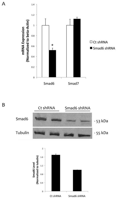 Protective Role Of Smad6 In Inflammation Induced Valvular Cell Calcification Pmc