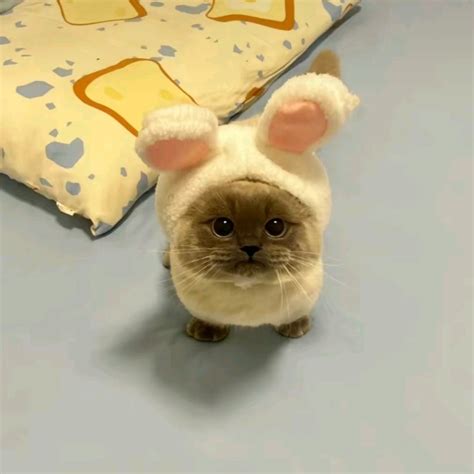 300 Blushing Cats Uwu Ideas In 2025 Cats Cute Cats Silly Cats