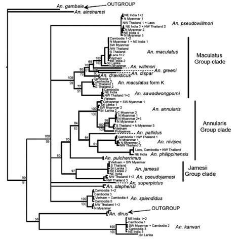 Bayesian 50 Majority Rule Consensus Tree Obtained Through Analysis Of Download Scientific