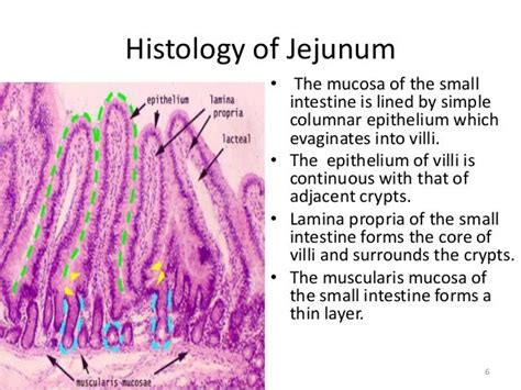 Gross Anatomy And Histology Of Ileum Jejunum
