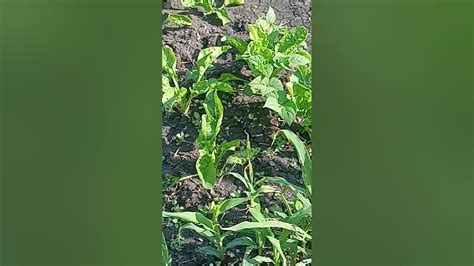 My School Project Youtube