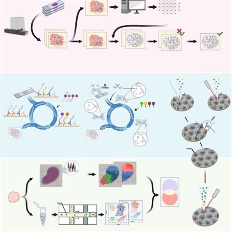 Representative Spatial Architecture Of Immune Cells In The Tumor