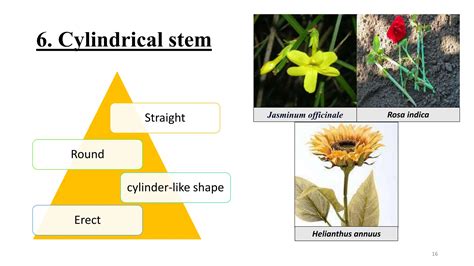 Types Of Stem By Sarah Ashfaq Botanist Pptx