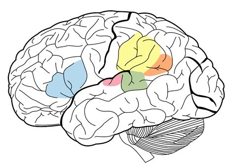 Angular Gyrus
