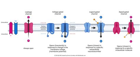 Ion Channels Integrated Human Anatomy And Physiology Part