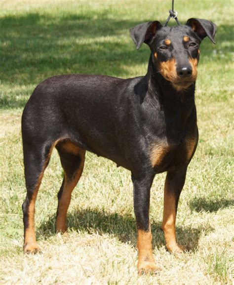 Poppy Moonshadows Kennel