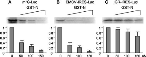 Mv N Selectively Inhibits Cap Dependent And Emcv Ires Mediated Download Scientific Diagram