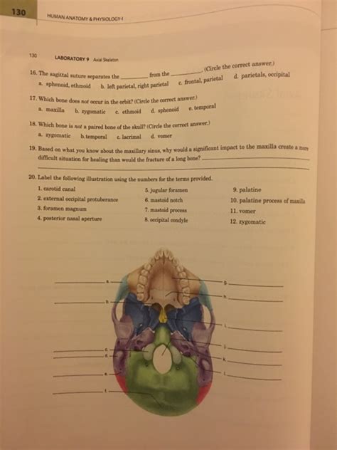 Exercise 7 Anatomy And Physiology Lab Manual