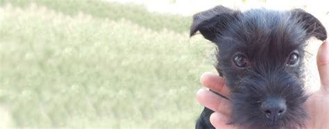 Chizer Characteristics And Care Wag