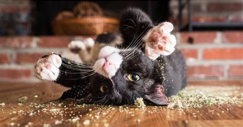Cats On Catnip Photo Series POPSUGAR Family