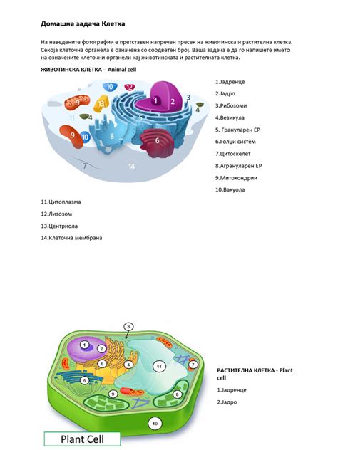 РАСТИТЕЛНА И ЖИВОТИНСКА КЛЕТКА Pdf