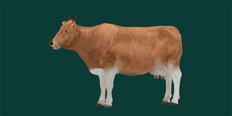 Javan Banteng Cattle 3d Model By Nyilonelycompany