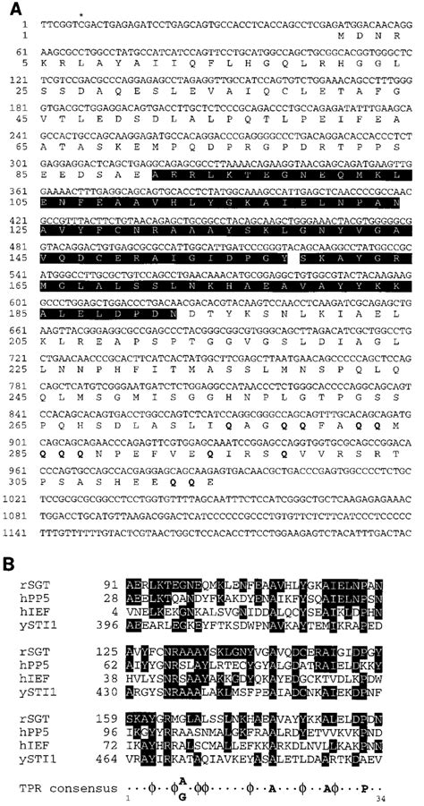 a nucleotide sequence of the cdna encoding sgt protein the deduced