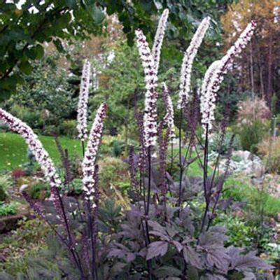 Клопогон простой Брюнет (Cimicifuga simplex Brunette) - каталог ...