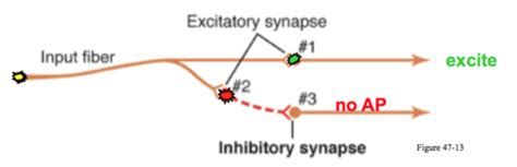 Lecture Sensory Anatomy Flashcards Quizlet