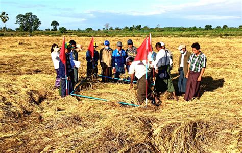 ကျွန်းလှမြို့နယ်၌ ယခုနှစ် မိုးစပါး ၃၄၀၉၃ ဧက ရာနှုန်းပြည့်ရိတ်သိမ်းပြီး ပျမ်းမျှ ၇၃ ဒသမ ၄၇ တင်းထ
