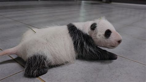 [아기판다 다이어리 시즌2] 4화 세상을 보고 싶어요