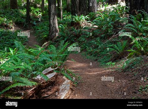 Difference Between Redwood And Douglas Fir At Rachel Stearn Blog