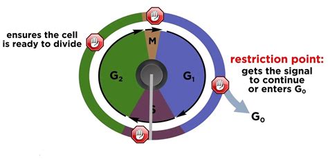 What Are Cell Cycle Checkpoints Biotechfront