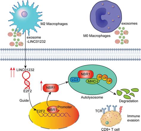2023年关于外泌体的最新10种研究思路（上） 知乎