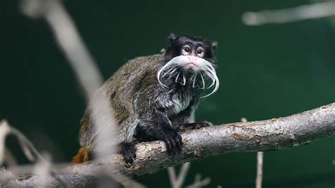 Emperor Tamarin Habitat Stolen Monkeys From Dallas Zoo Return To