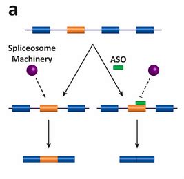 Alternative Rna Splicing