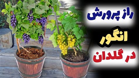 اگر این راز را بدانید درخت انگور را در گلدان پرورش داده میتوانید نکات حیاتی پرورش انگور در