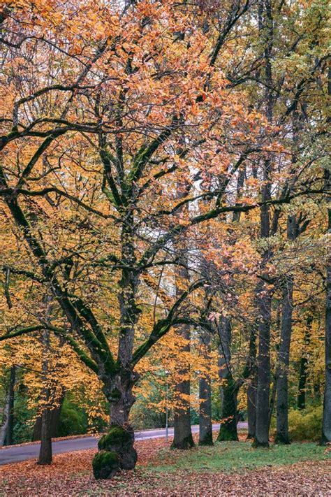 Vackra Höstträd Färgat Landskap Arkivfoto Bild Av Färg Mossa 172741856