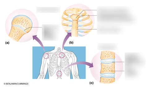 Cartilaginous Joints Diagram Quizlet