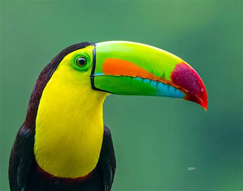 Morfología Museo Nacional De Costa Rica