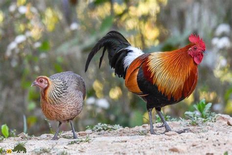 مرغ‌ها چگونه با رابطه جنسی اجداد خود را منقرض کردند؟