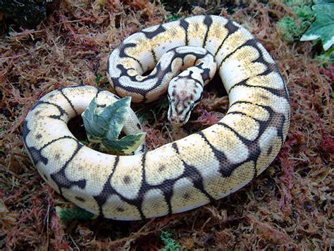 Lemon Bumblebee Royal Python For Sale Cb07 Reptile Forums