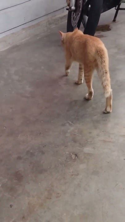 Slow Motion Cat Shorts Youtube