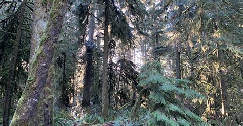 Faller Training And Certification The Bc Forest Safety Council