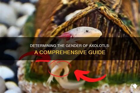 Determining The Gender Of Axolotls A Comprehensive Guide Petshun
