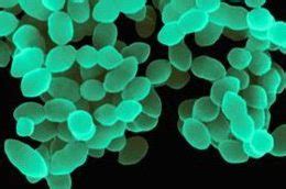 How Bioenzymes Work Get Rid Biotech