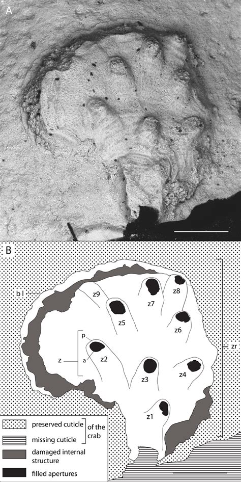 Complete Bryozoan Colony A Sem Picture B Interpretative