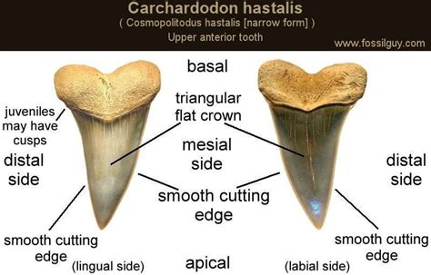 Prehistoric White Sharks Fossil Teeth Evolution Species And