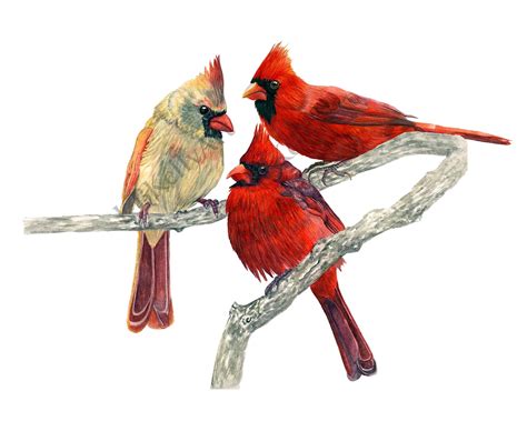Cardinals Watercolor Art Print Three Cardinal Birds Red Cardinal Female