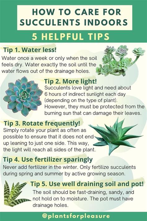 How To Care For Succulents Indoors 5 Helpful Tips Artofit
